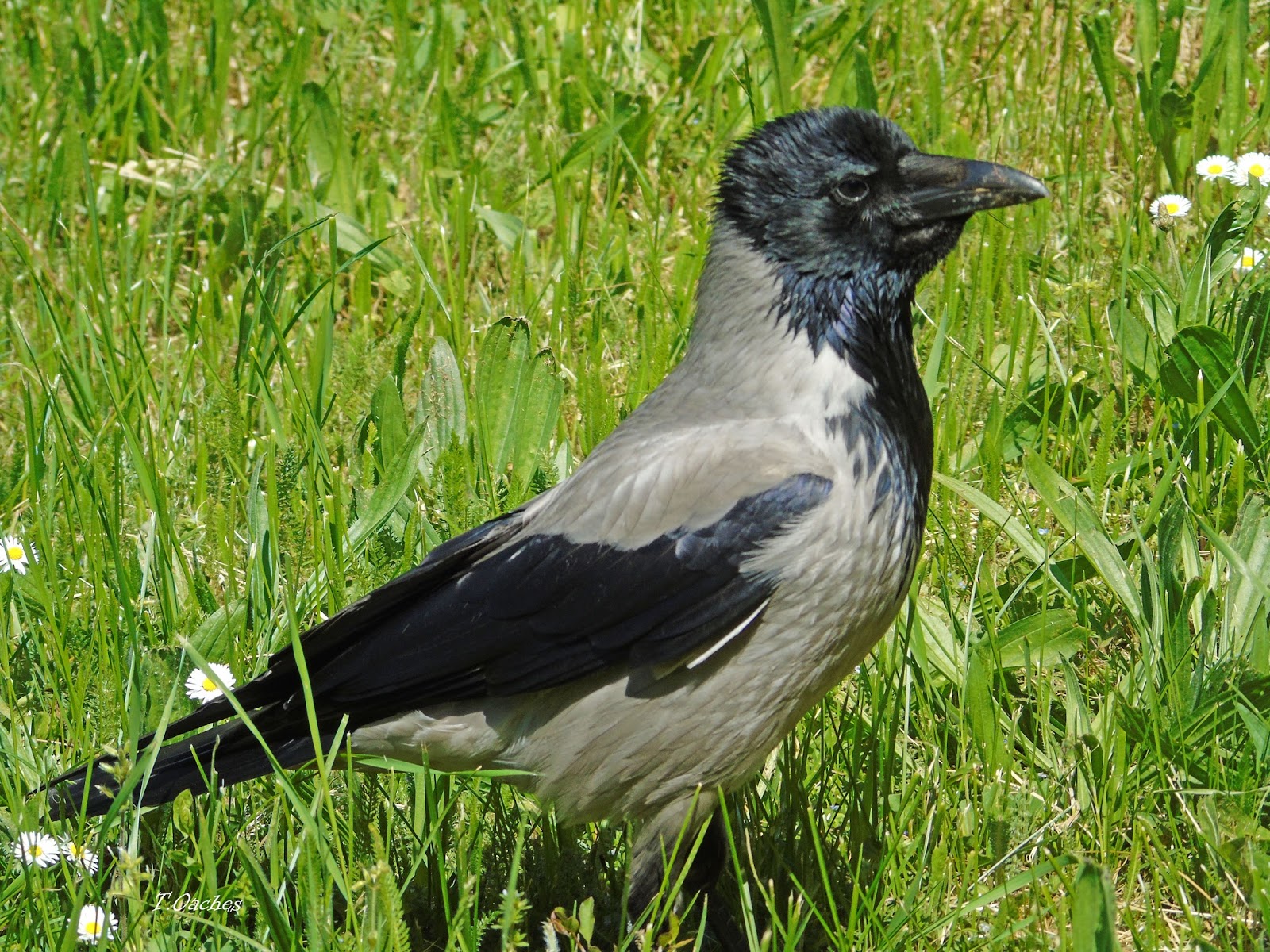 PASARI DIN ROMANIA: CIOARA GRIVA, Corvus cornix