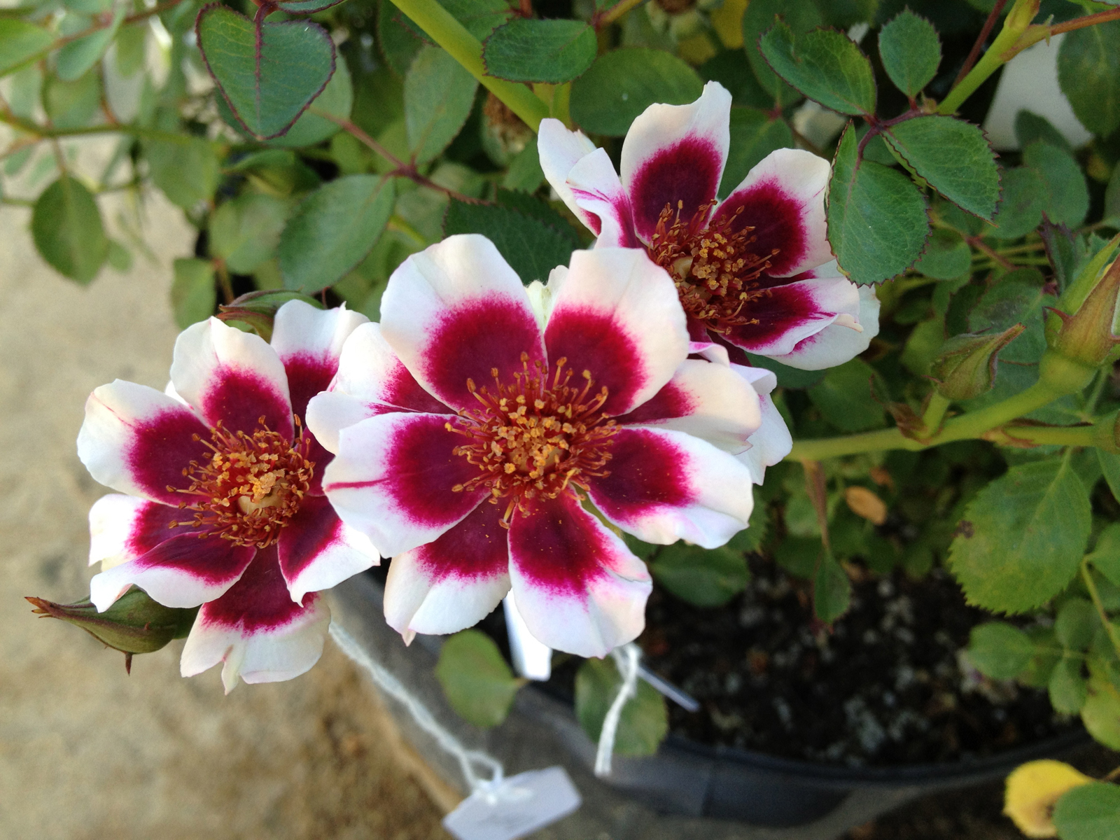 Rose Hybridizing: Hulthemia Fertility - Update on Seedling "O352"