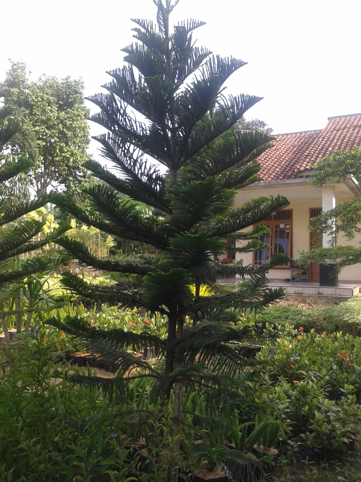 22+ Koleksi Cemerlang Rumput Gajah Mini