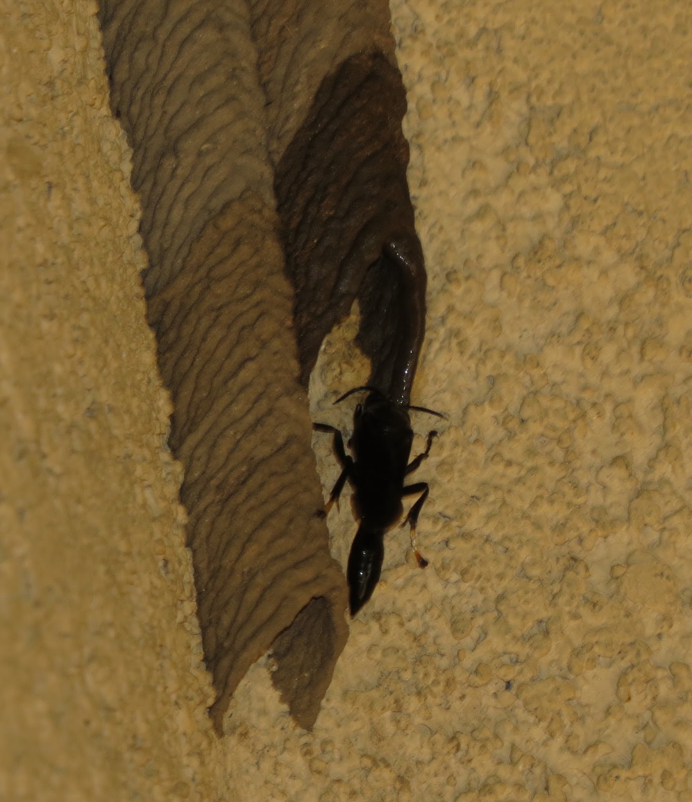 Bug Eric: Pipe Organ Mud Dauber, Trypoxylon politum, Found in Colorado