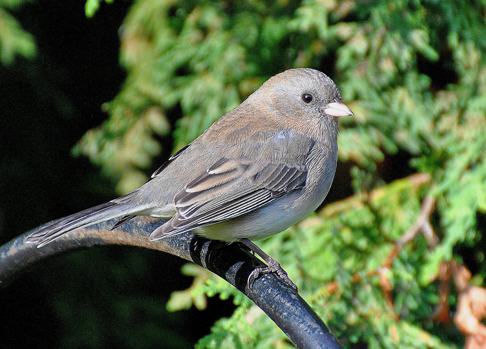 Camera on King & Aurora : Most juncos ever at the feeders this winter