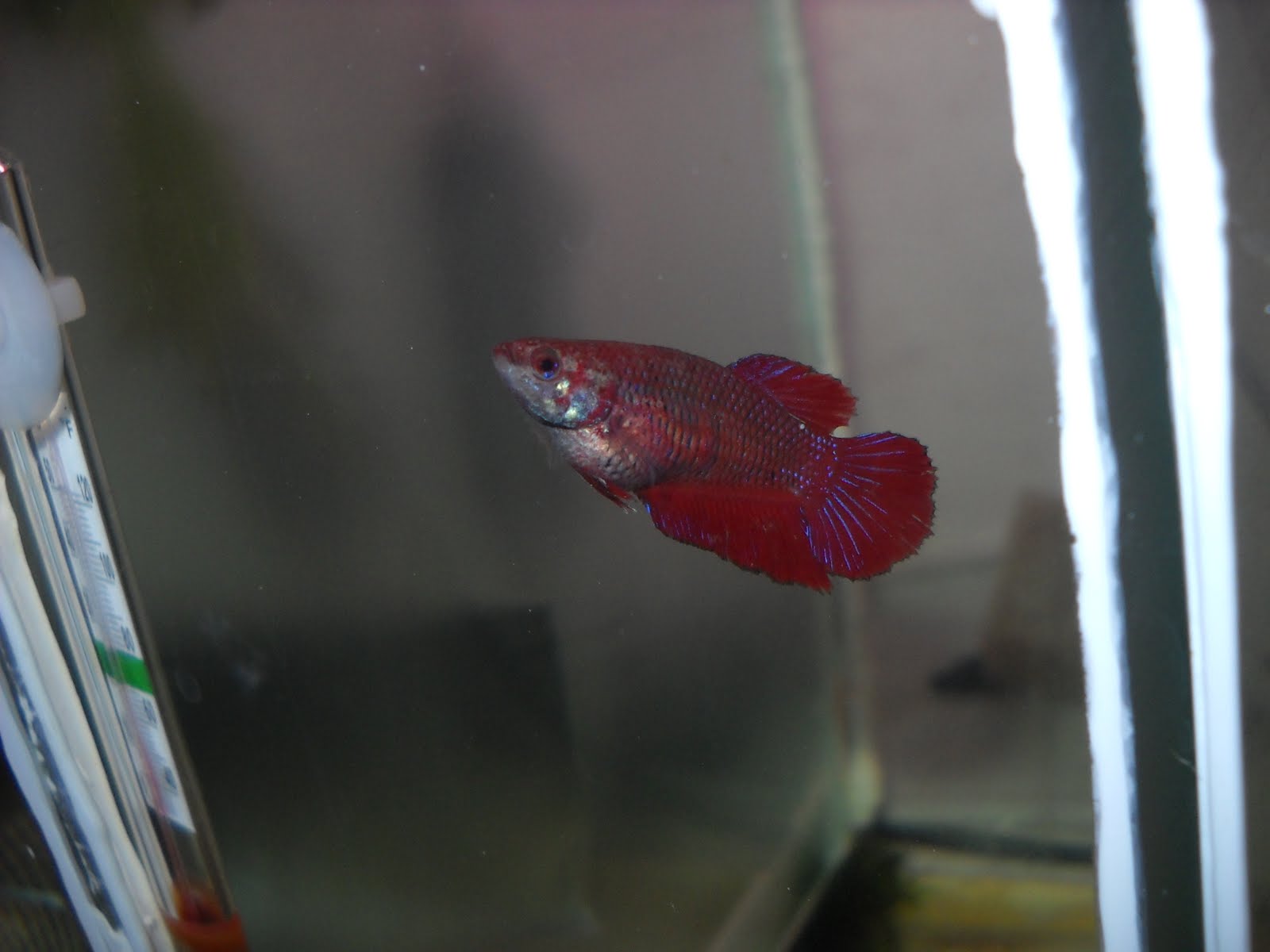 BettaSpain: BettaSpain