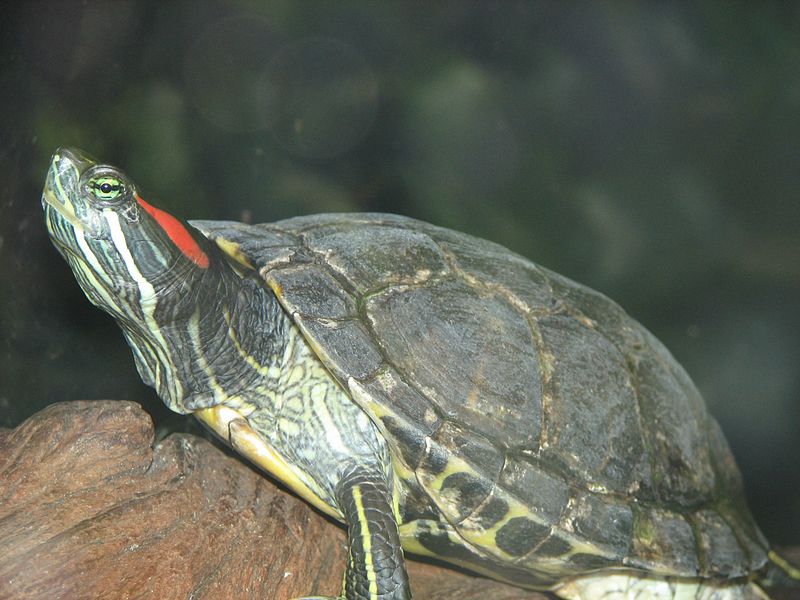 Turtle Blog: Red Ear Slider Turtle - Semi Aquatic Animal