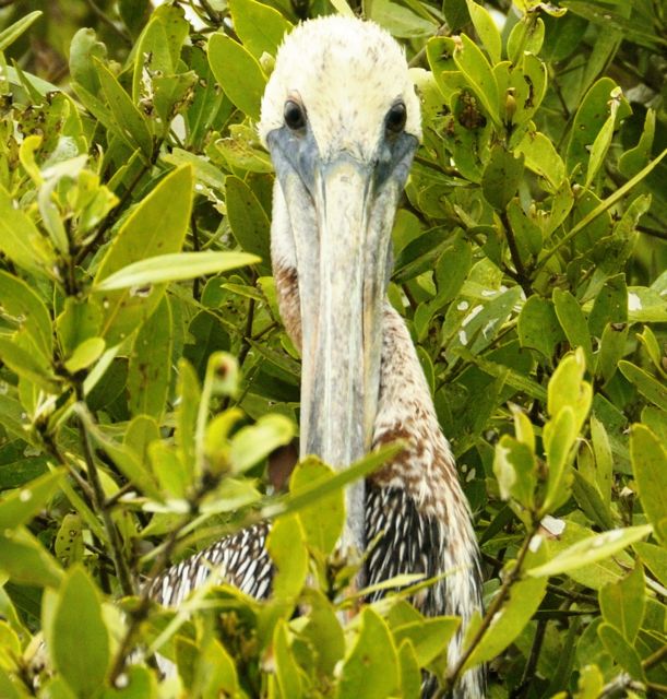 CostaMayaBrisas Travel & Xperiences: Birds and a Butterfly in Quintana ...