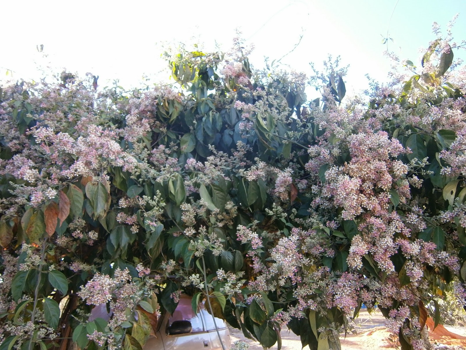 Zelando pela Chacrona e pelo Jagube: Segunda Floração do Jagube! Parte 2