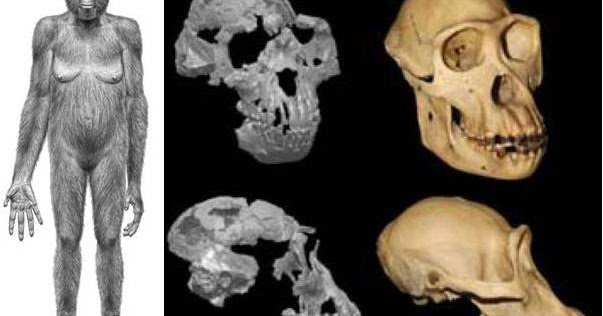 Wanadi22. Reflexiones Psico-antropológicas: El Mensaje del Ardipithecus ...