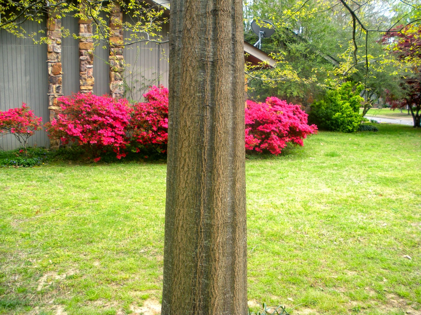 Memphis Trees: April Comes to Memphis