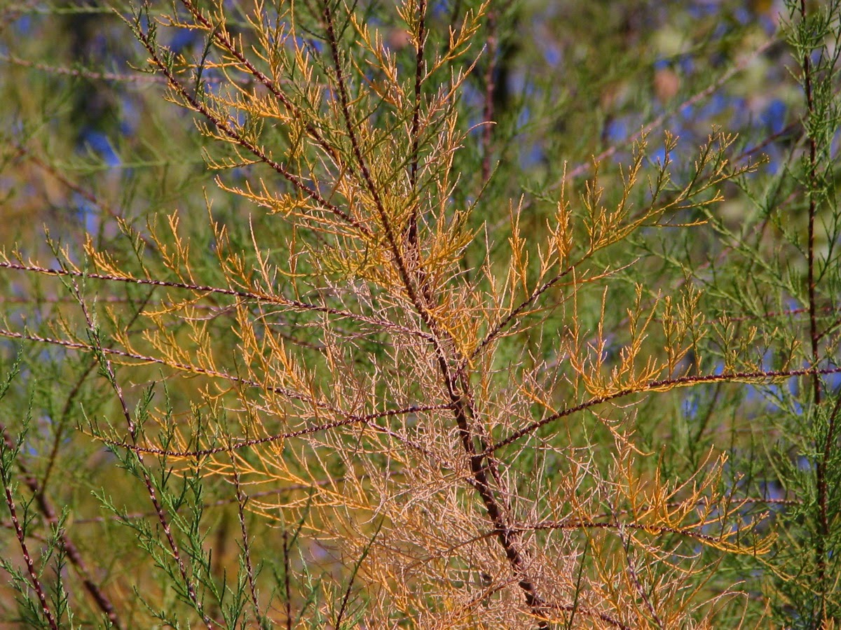 LA MULTI ANI, ROMANIA!: Frunze aciculare toamna