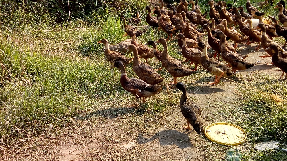 My Experiments With Farming: Rice-Duck farming system by Rijish Rajan
