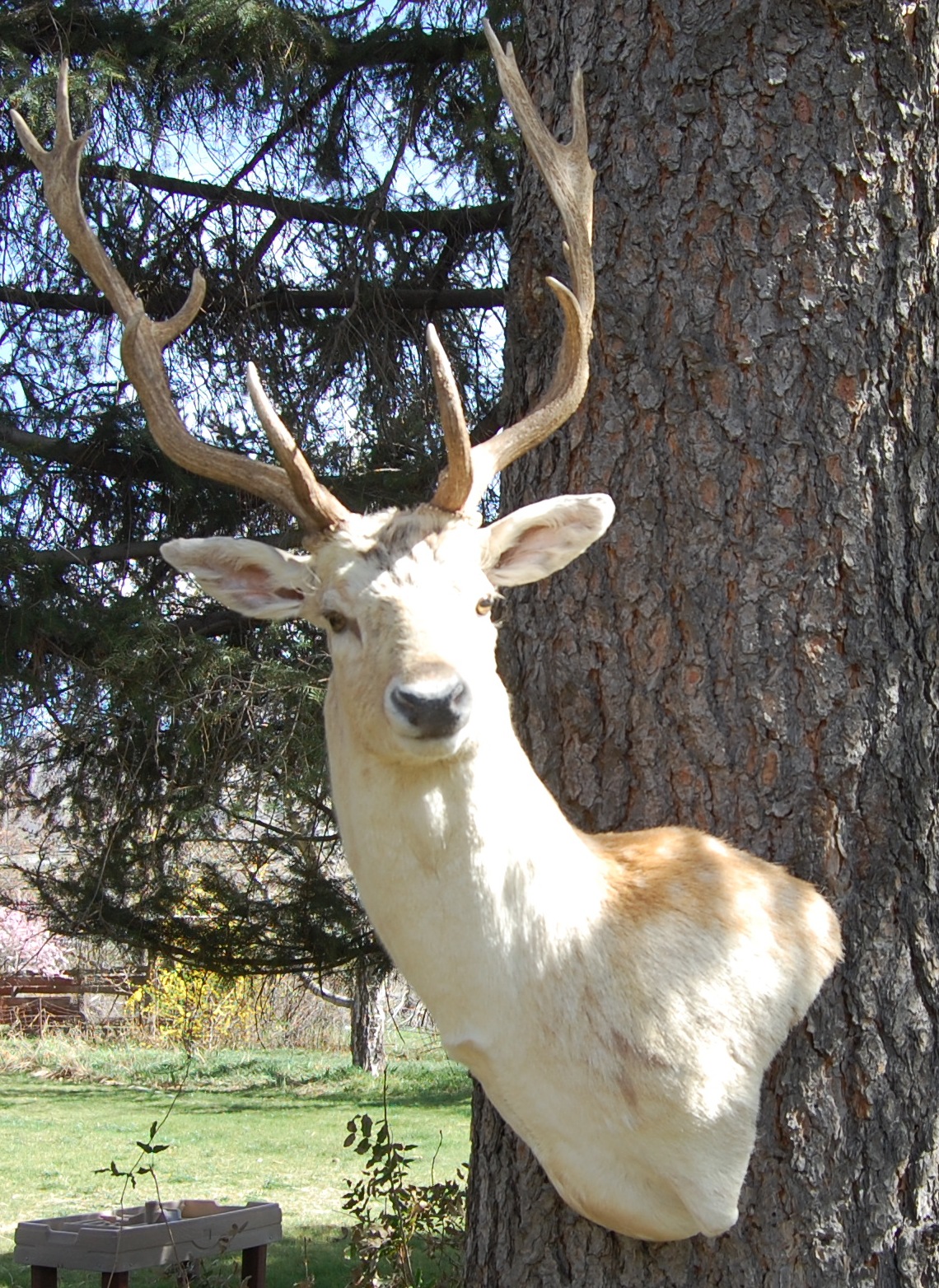 Cowboy Creek Taxidermy: Fallow Deer