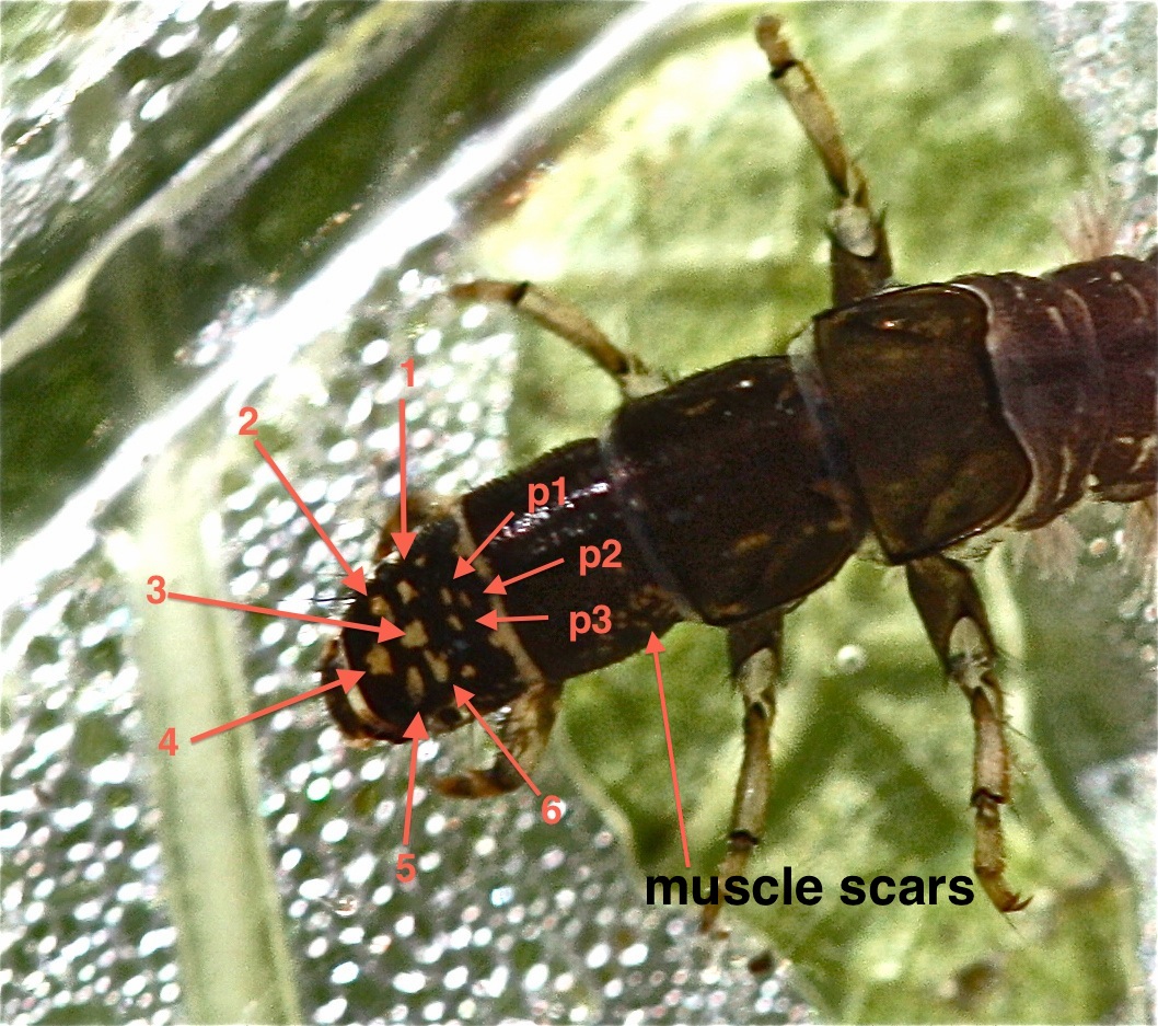 Aquatic Insects of Central Virginia: But That Doesn't Occur in Our Part ...