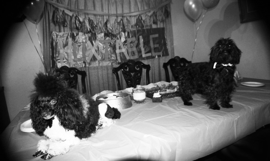 Huxtable The Poodle | Toy Poodle Blog | Parti Poodle: October 2012