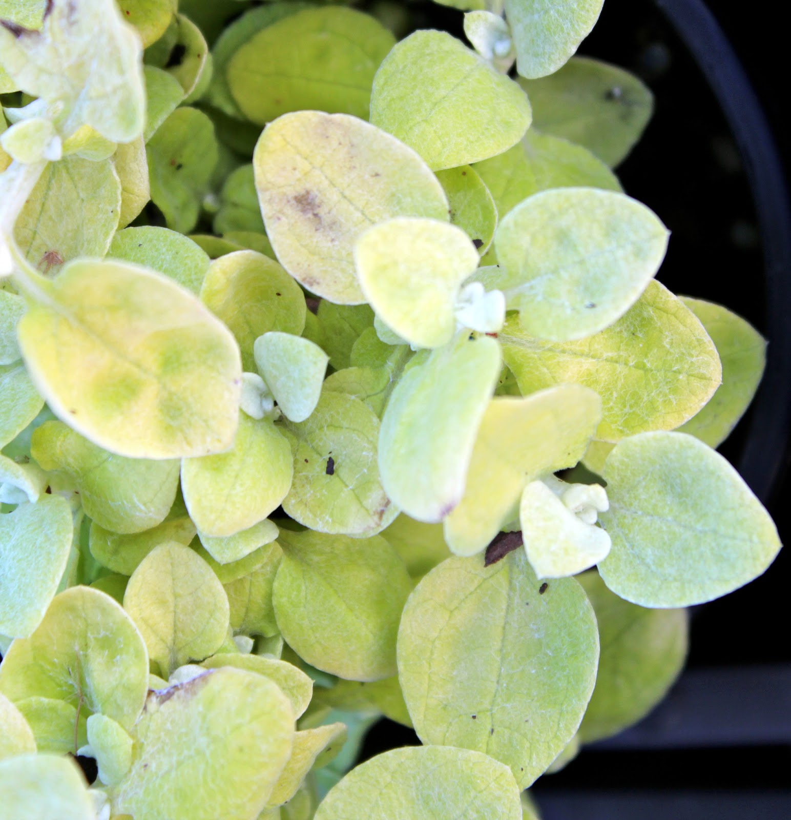 Florez Nursery: Helichrysum petiolare 'Limelight'