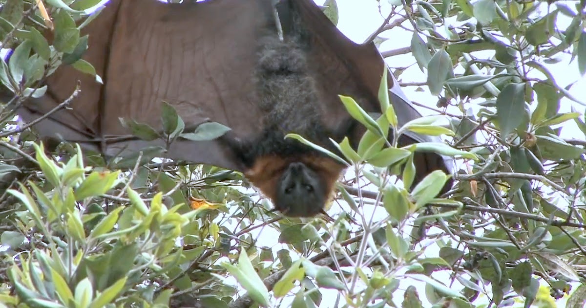 Info on Bats | Australian Flying Foxes, killers? part 1 and 2