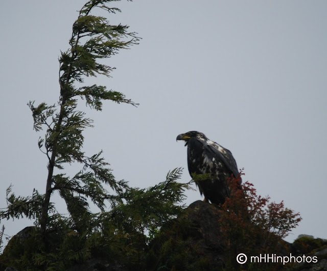 my Heritage Happens in Photos: Eagles on Duck Tour Juneau, Alaska