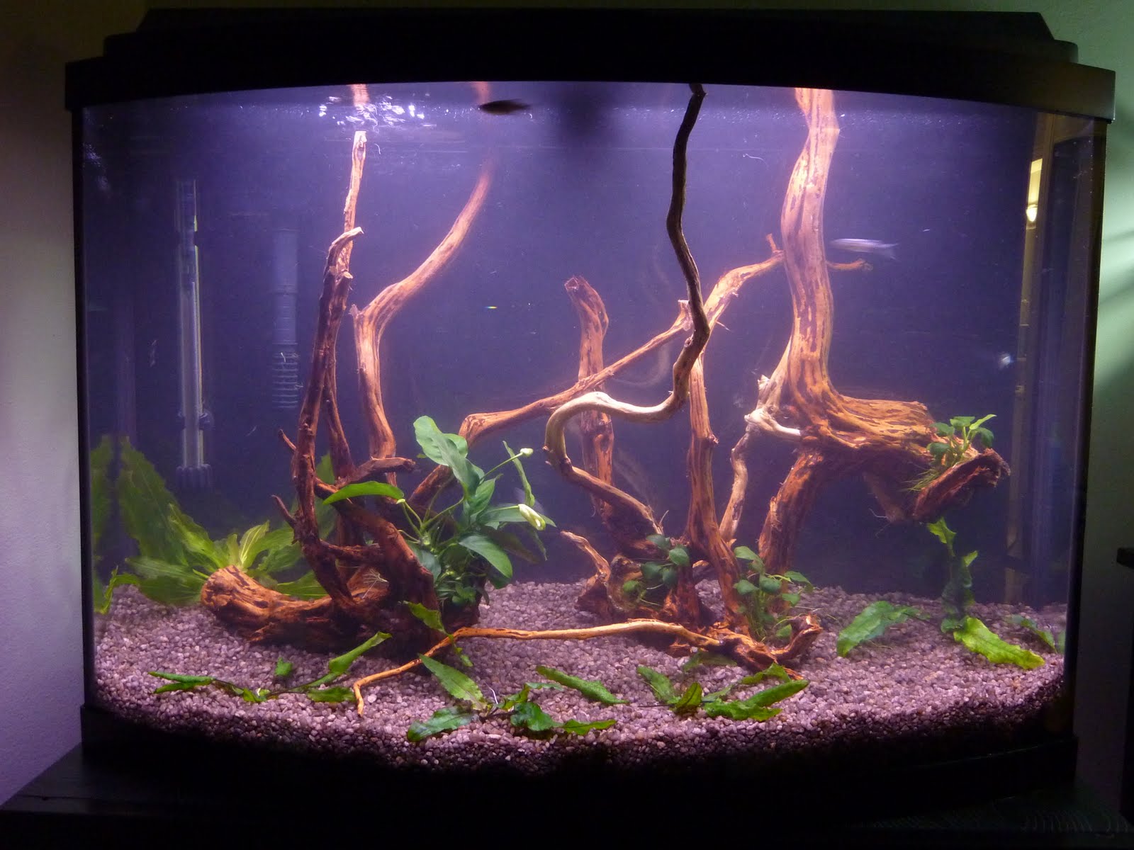 Megan's Aquarium Diary: 36 Gallon Bowfront