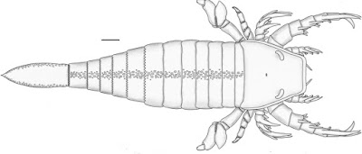 Sciency Thoughts: Pentecopterus decorahensis: A Eurypterid 'Sea ...