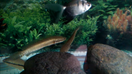 tanjong agro: IKAN HIASAN - Snakehead