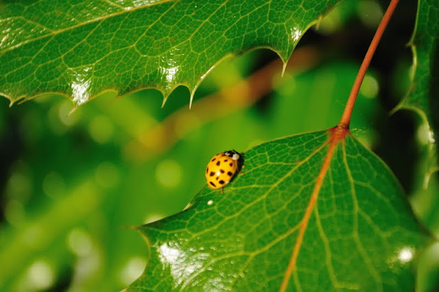 Finding Jerry and Mary: Portland, Oregon