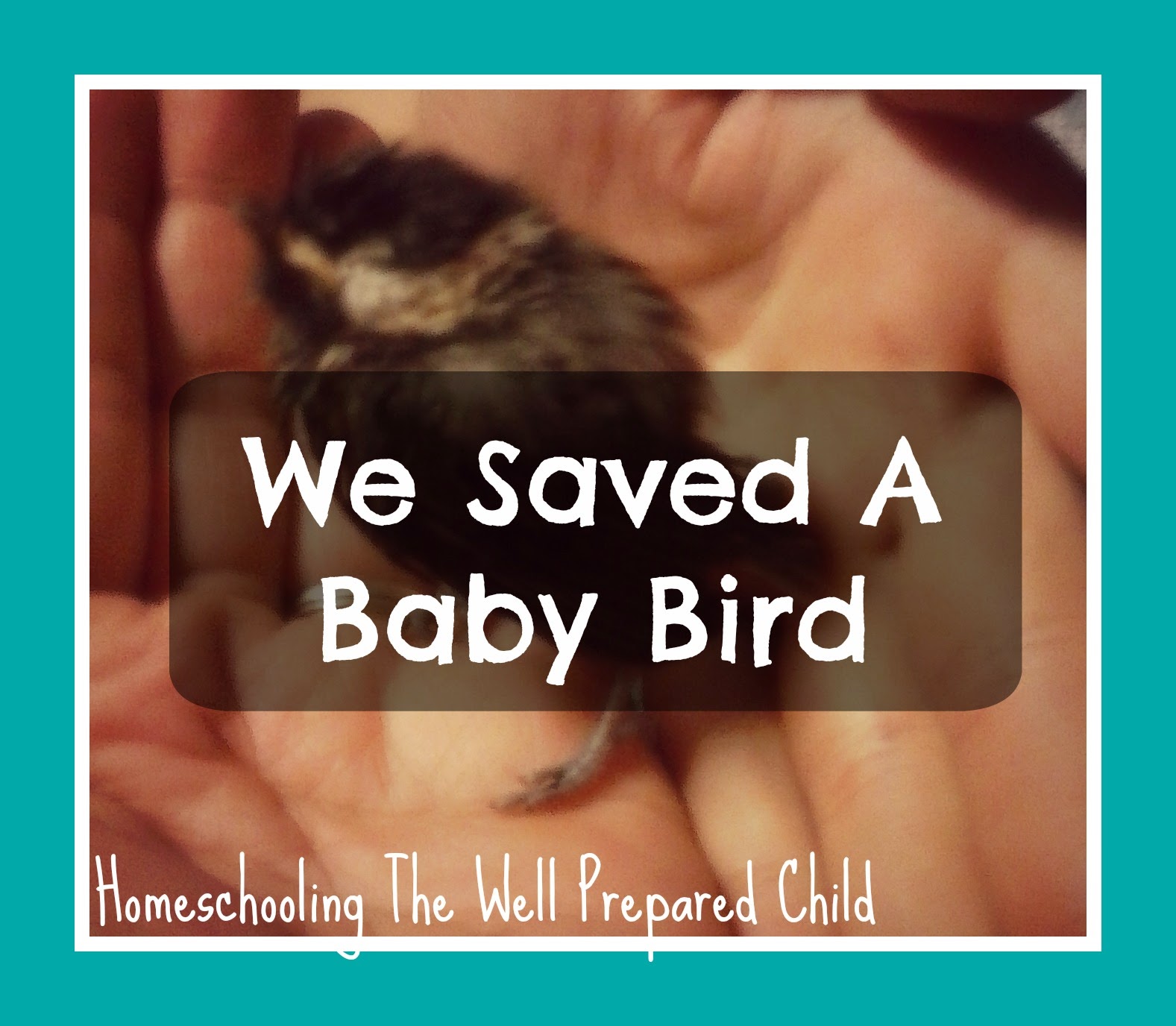 This post contains Affiliate Links