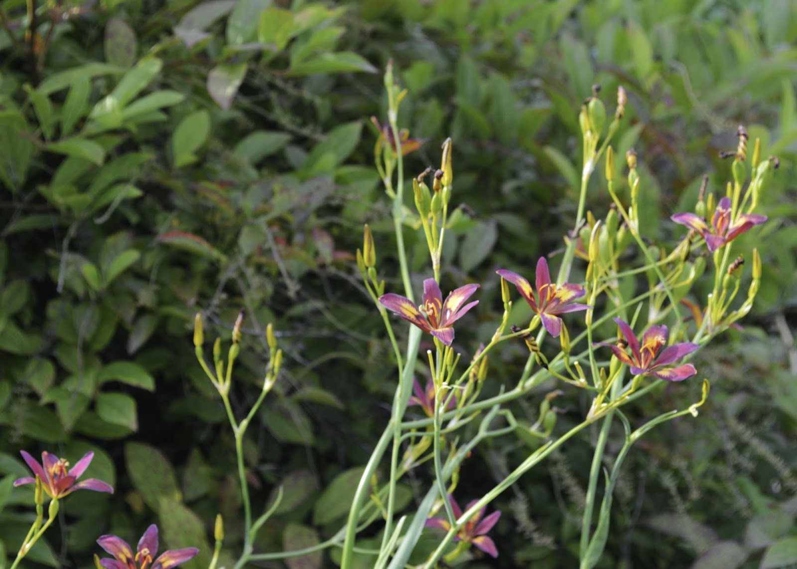 Plant Inventory at 20 Timothy : Pardancanda / Candy Lily