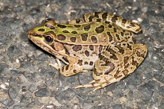 Frog Blog: Central Texas Leopard FrogsLithobates sphenocephalus vs ...