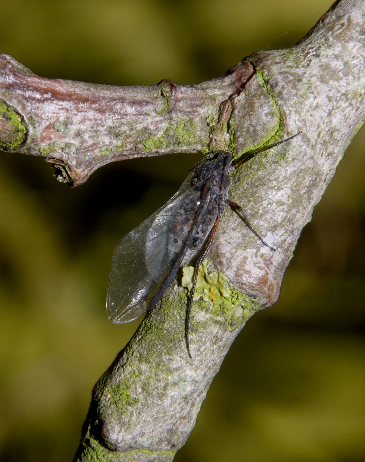 Northwest Norfolk Naturalists: Two new willow aphids for the patch