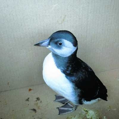 Nothing To Do With Arbroath: Runaway pufflings attracted by the bright ...