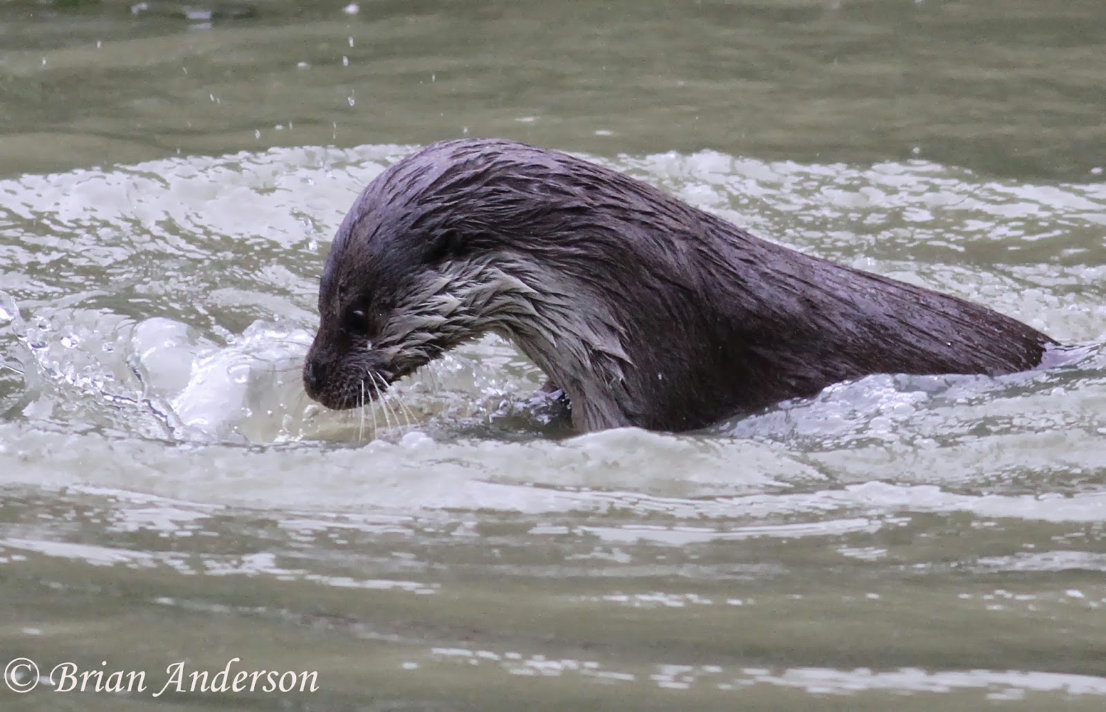 Brian's birding blog: British Wildlife Centre Otters