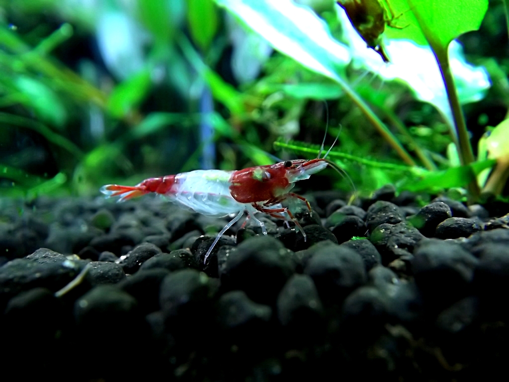 O Camarão Rili ~ Shrimp Brasil