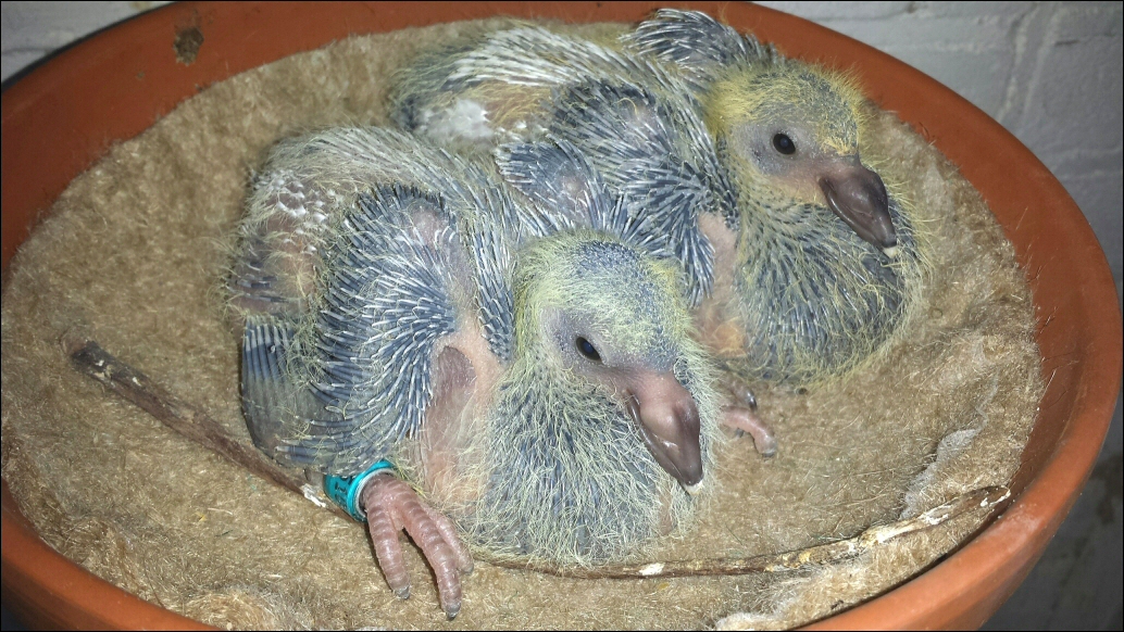 Pigeon Fever: PF 31 t/m 35