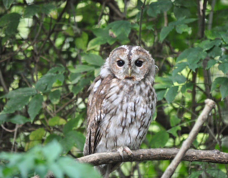 ZOOTOGRAFIANDO (6.100 ANIMALS): CÁRABO COMÚN / TAWNY OWL (Strix aluco)