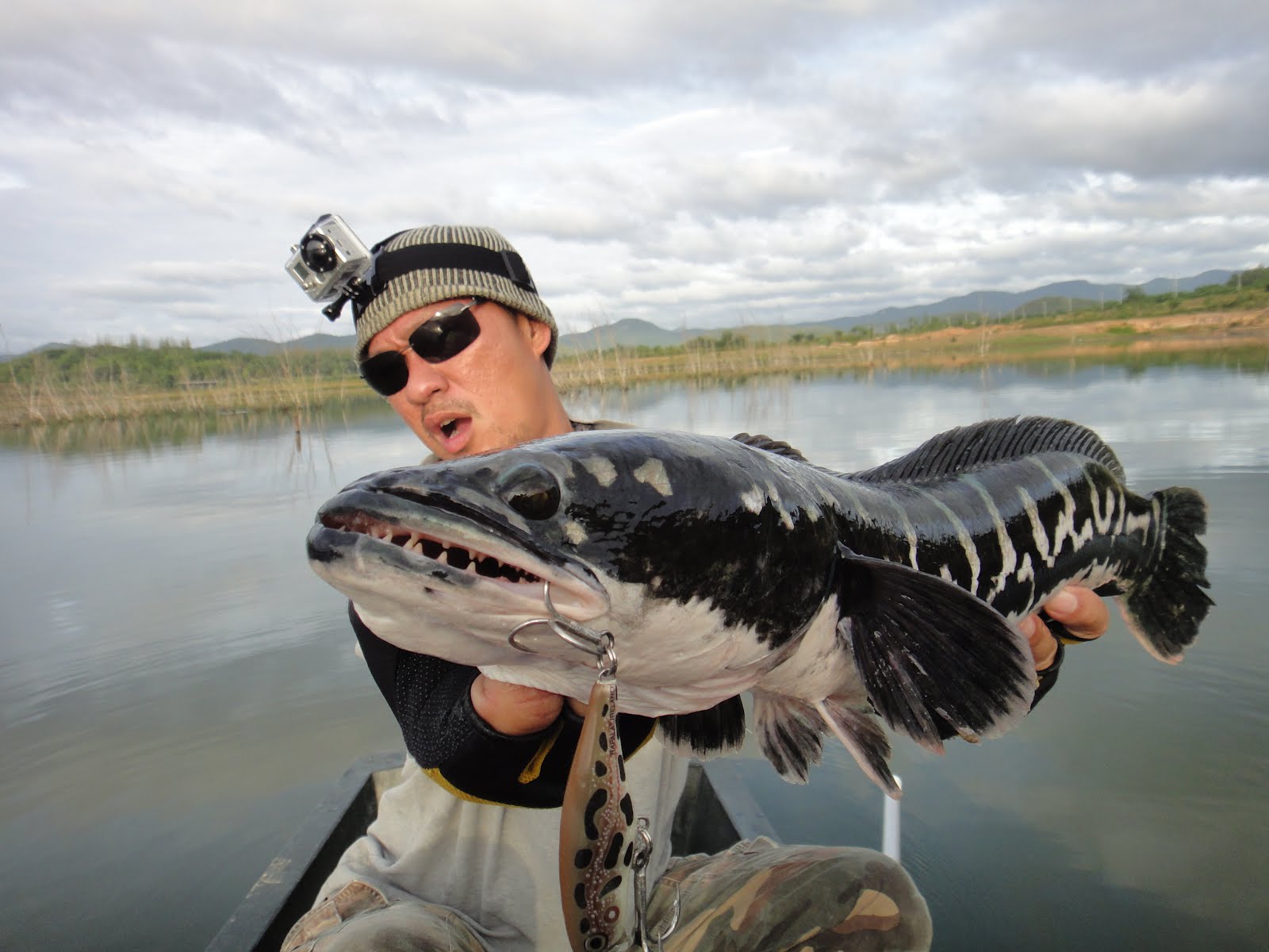 Thailand Giant Snakehead (Toman) And Wild Fishing.: Hot Pursuit MAMA ...