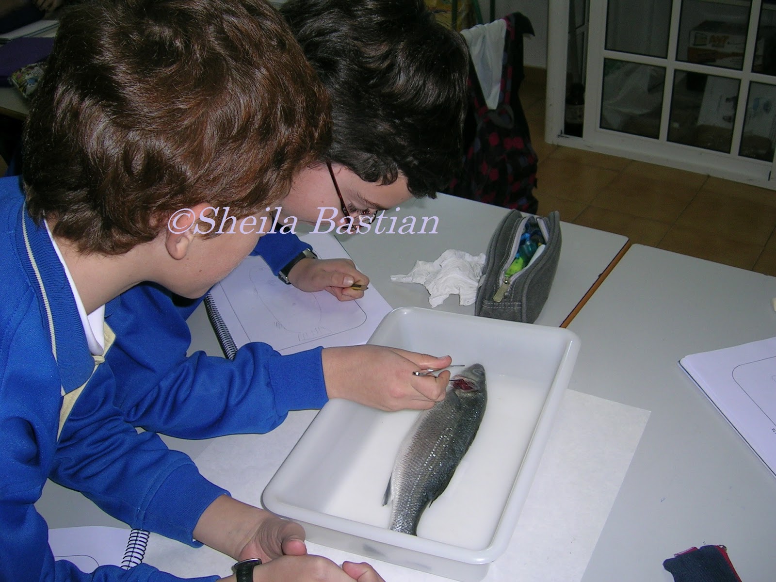 Science Magazine: STUDYING THE ANATOMY OF A FISH