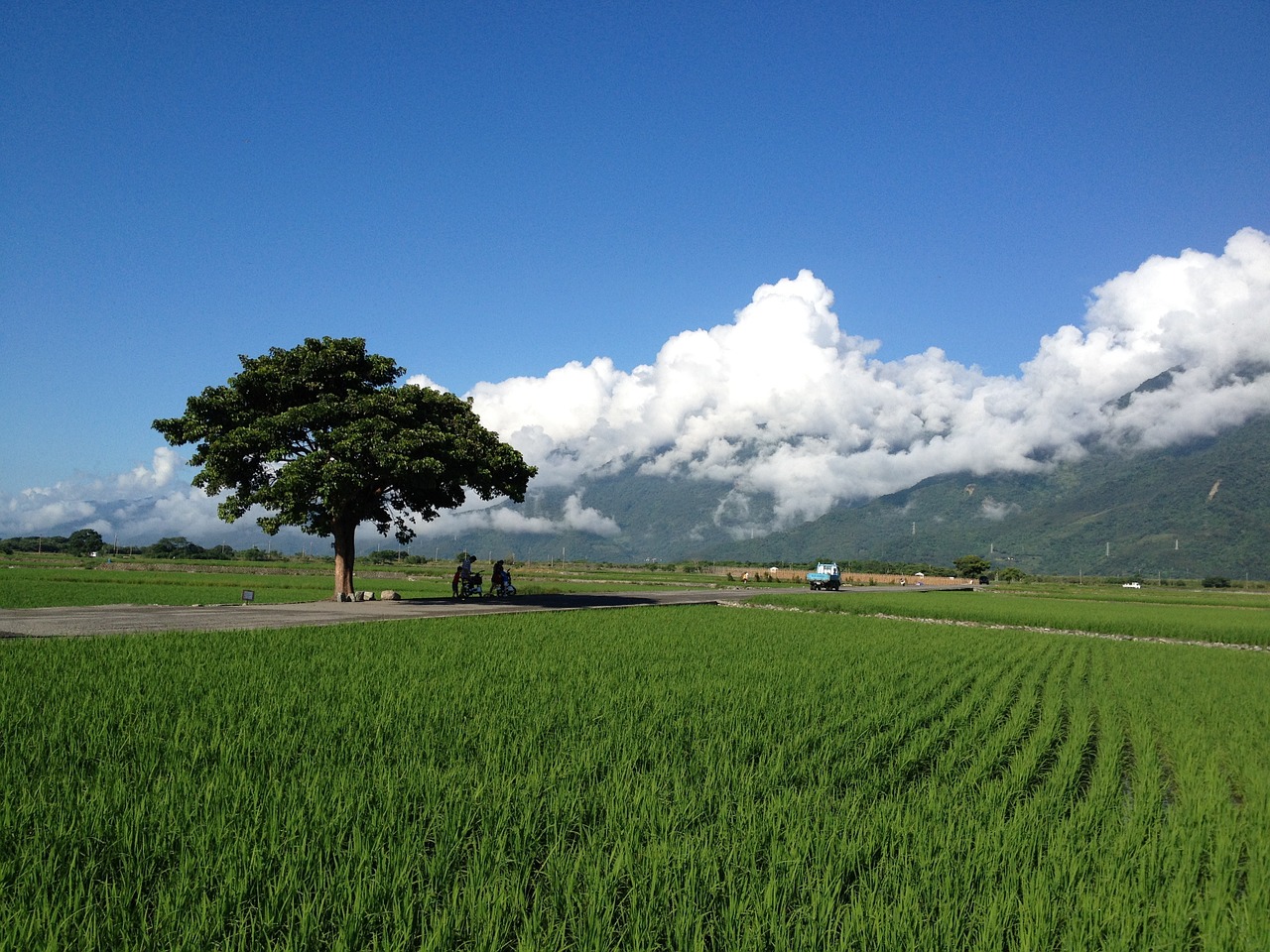 Taiwan: The Bradt Travel Guide: Less rice on Taiwanese tables