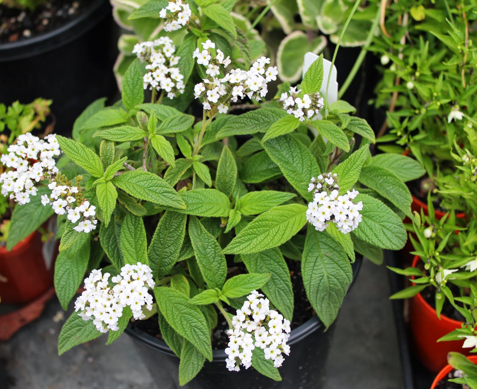 Florez Nursery: Heliotropium arborescens 'White Lady'