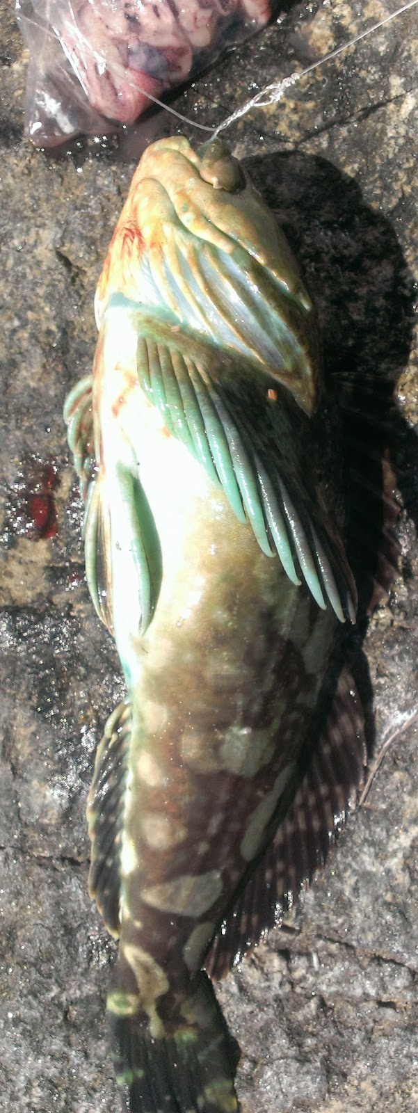 Burger's Fishing Log: Jetty Fishing Ventura 09-24-2013