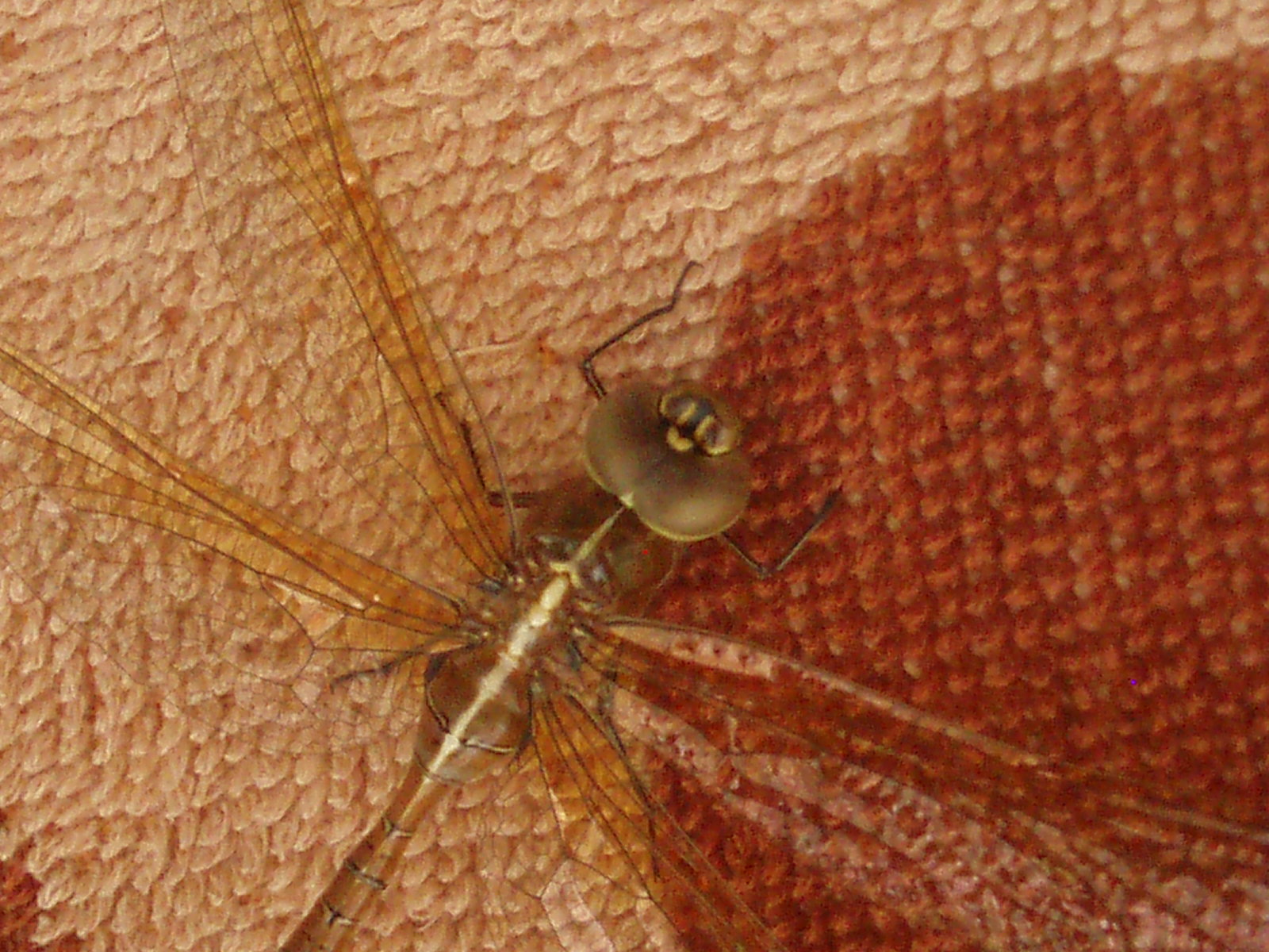 Catinga bachata: Alguacil en toalla. Serie