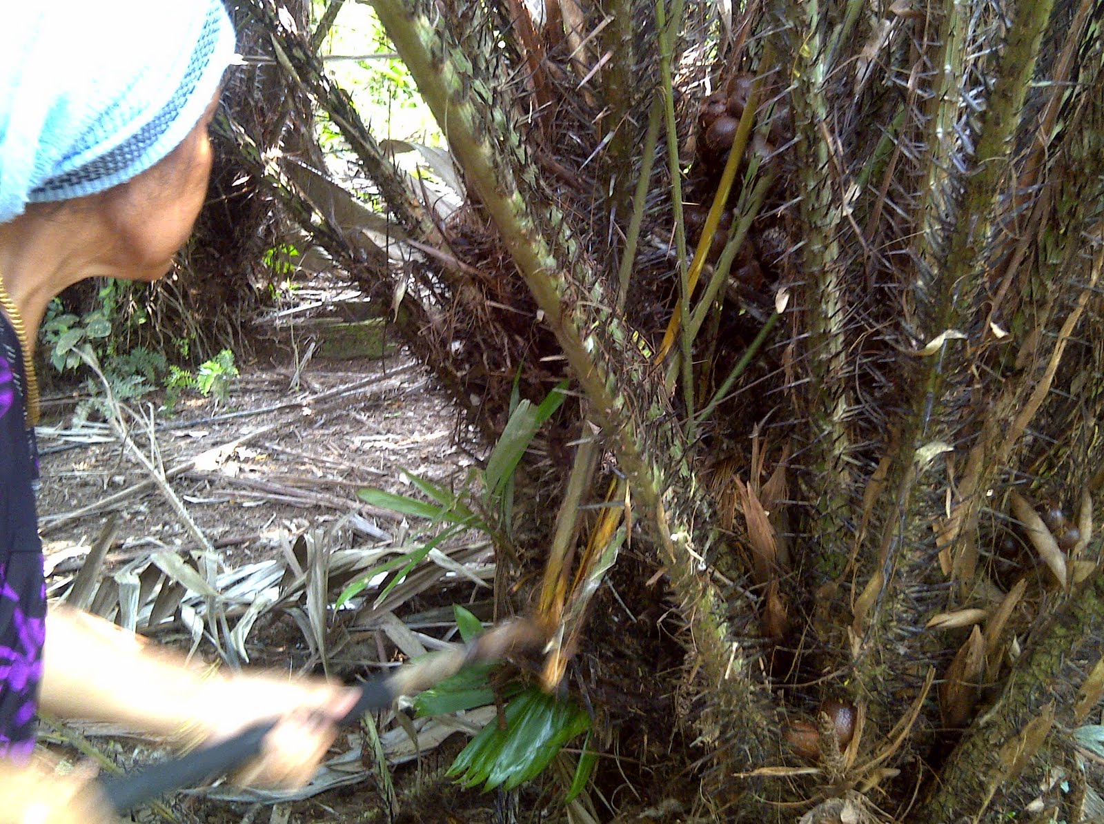 ke halaman ... SweetYatt..: Citer Raya - ambil buah salak lak...