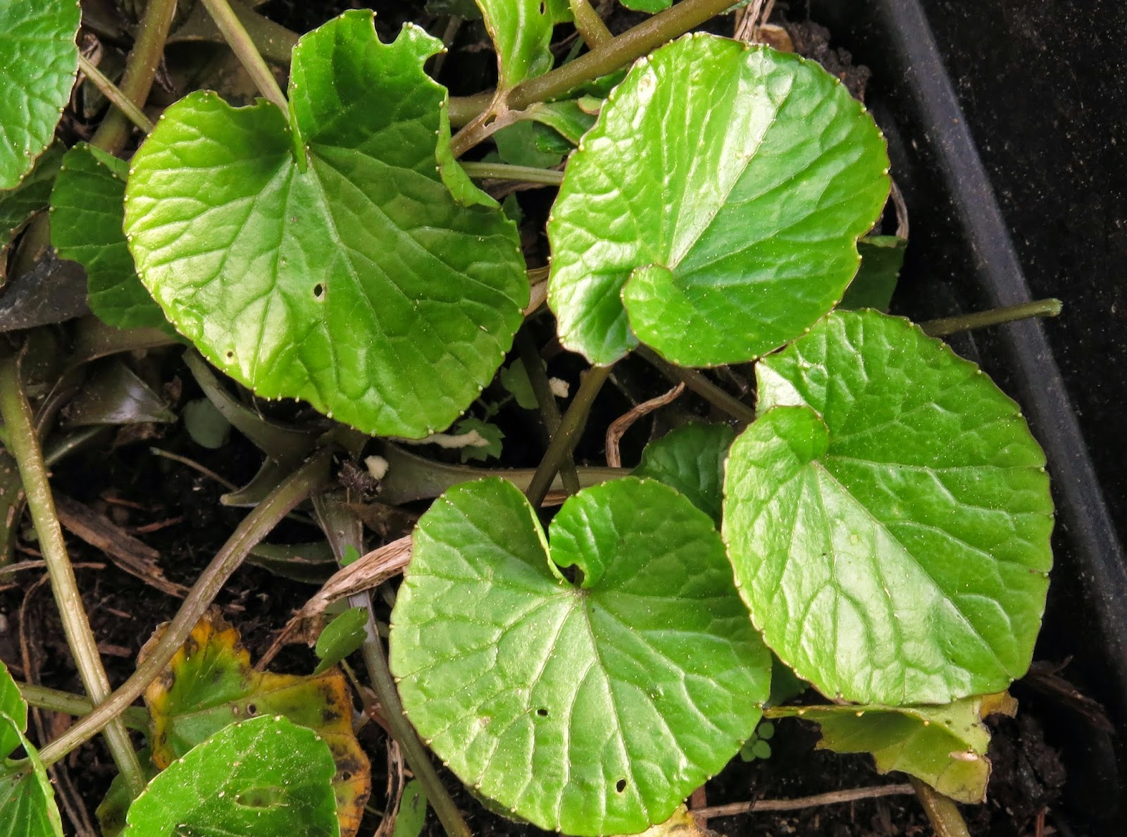 Gourmet Gardening: Grow your own wasabi paste