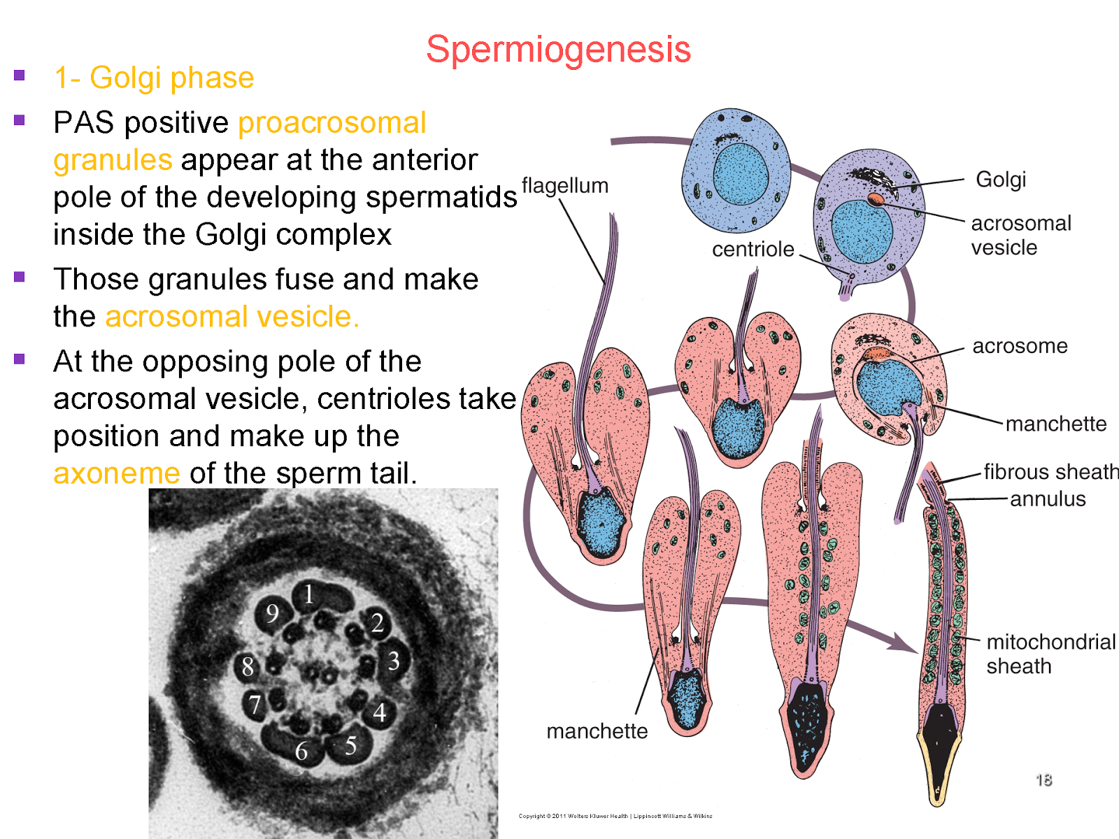 histoloji-embriyoloji notlarım: SPERMATOGONIA & SPERMATOGENESIS