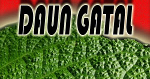 'Daun Gatal' Rahasia Alami Dari Papua Untuk Hilangkan Pegal | Spesial ...