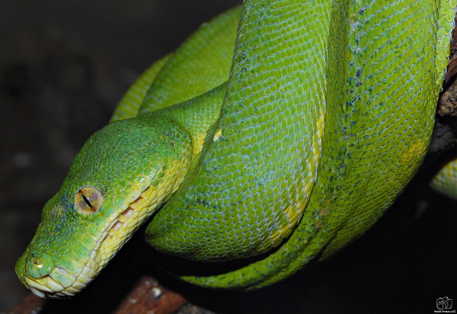 Las excursiones de Murillo "murillonature": Pitón arborícola verde ...