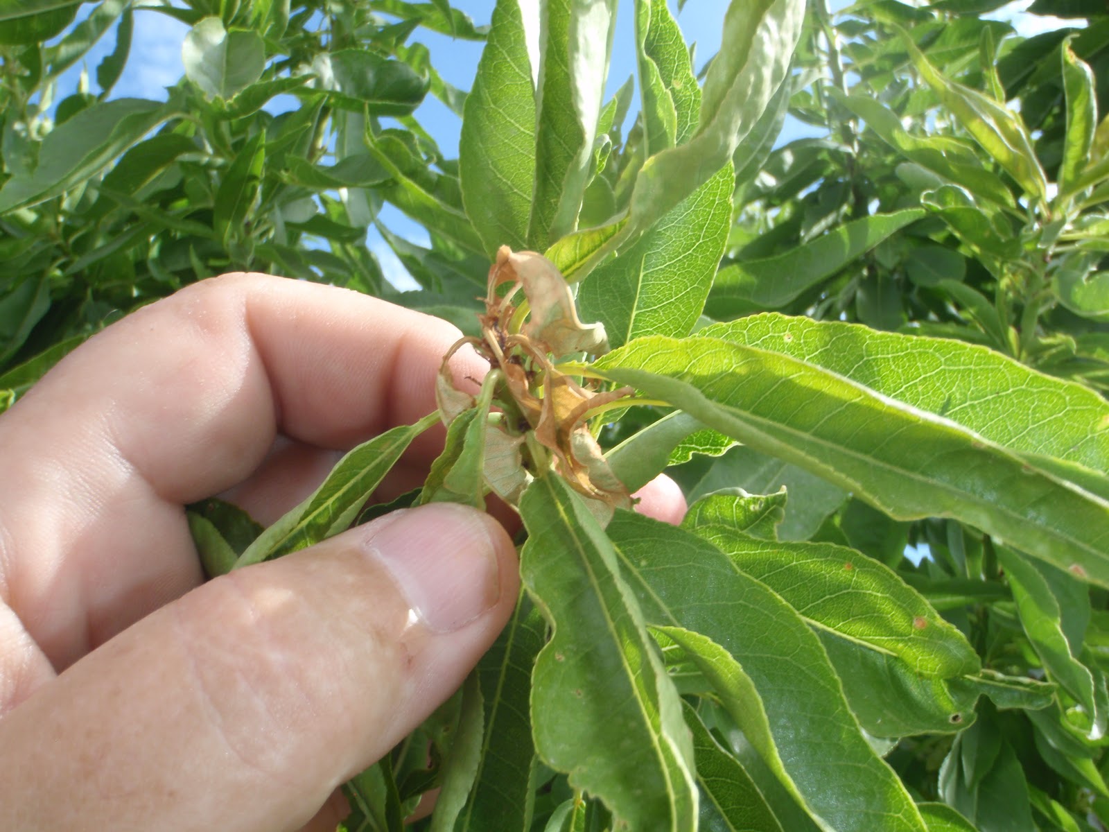 Xtremehorticulture of the Desert: Dont Confuse Borers in Peaches