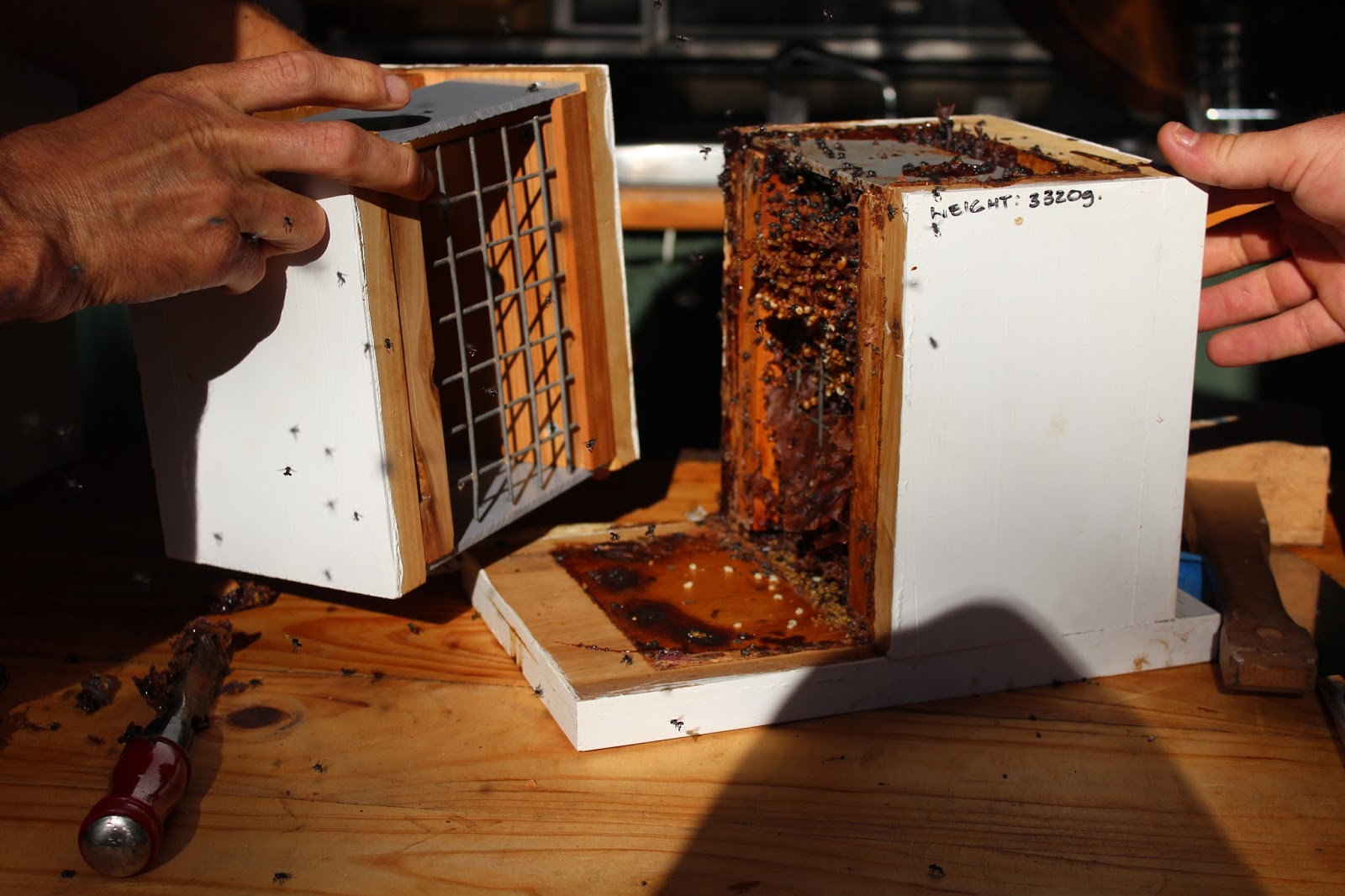 Native bee hive split - FROTH design