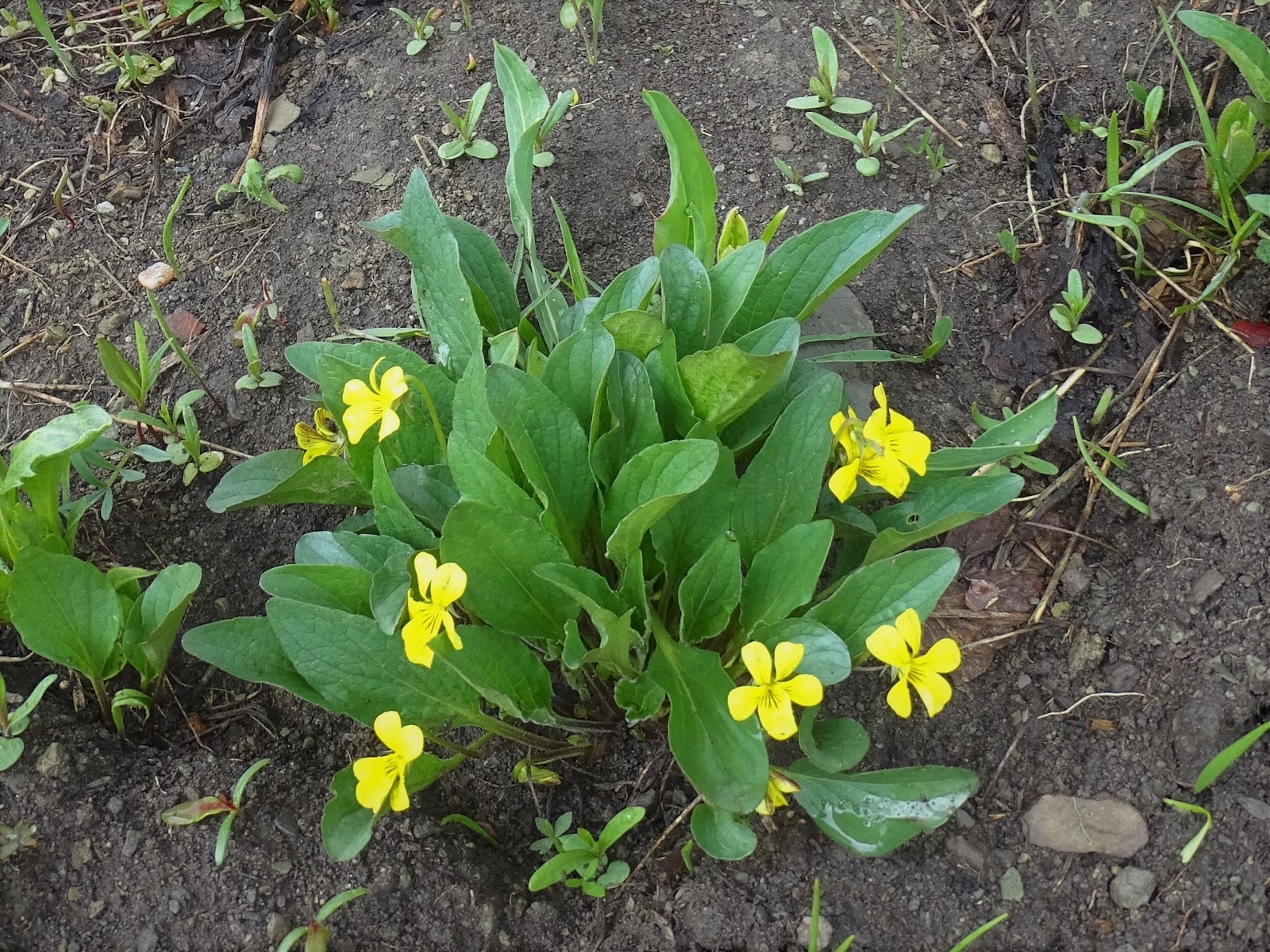 Prairiebreak: An album with a floral few gems from Northwestern Wyoming ...