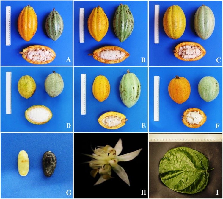 Investiga Innova Cacao Chocolate - Research Innova Cocoa Chocolate ...