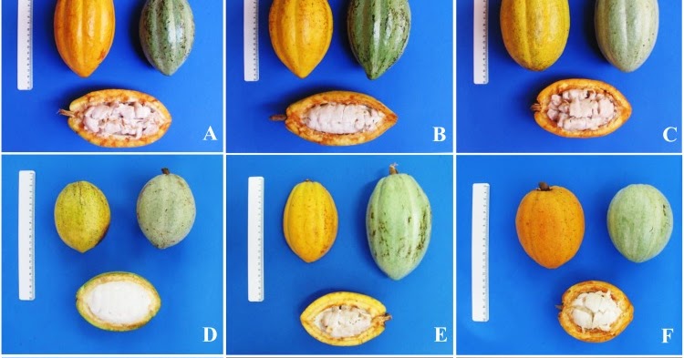 Investiga Innova Cacao Chocolate - Research Innova Cocoa Chocolate ...