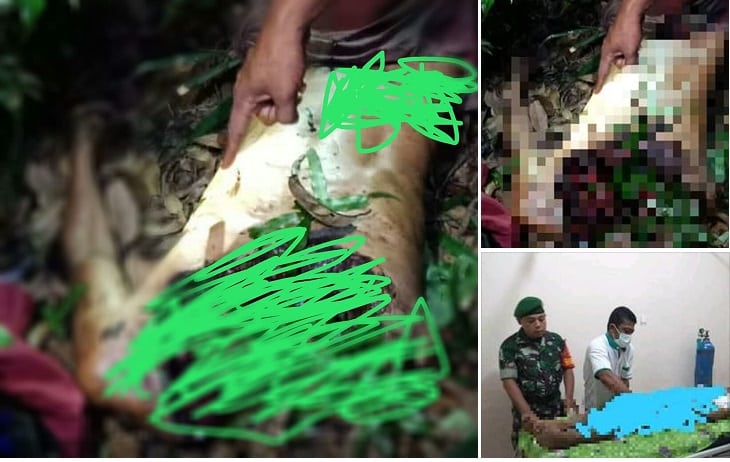 Di Terkam Harimau, Penyadap Karet Tewas Mengenaskan