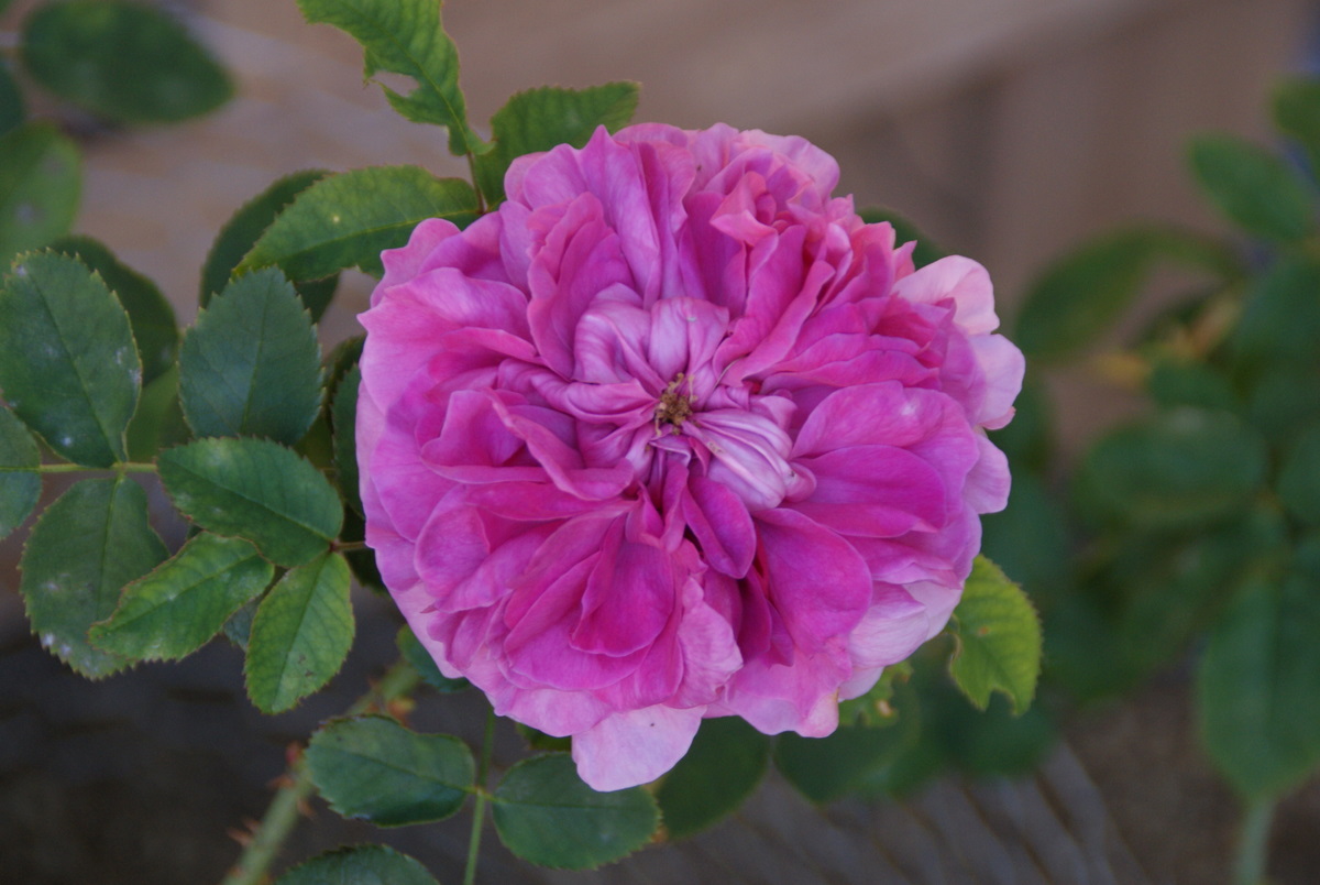 Organic Garden Dreams: March Roses